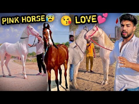 FINALLY APSARA MEETING BIG PINK HORSE💕🥰66 !nch K€ VI$HAL GH0DE $e AP$ARA K0 PY@R $e M!LWA D!ya 😂