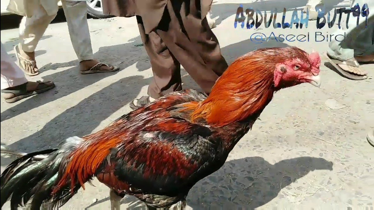 Aseel Murga || Lari Adda Mandi - YouTube