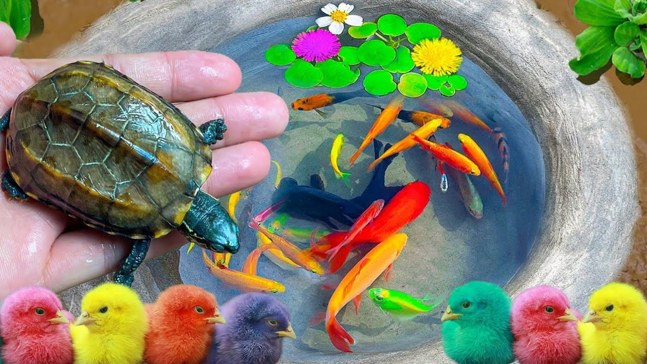 cute animals around us, koi fish, glowfish,betta fish, duck, rabbits ...