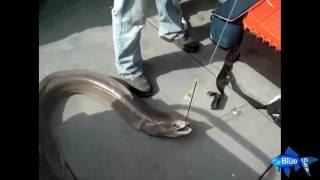 #Amazing Wow!!! Biggest eel - amazing big eel fish | biggest eel fish ...