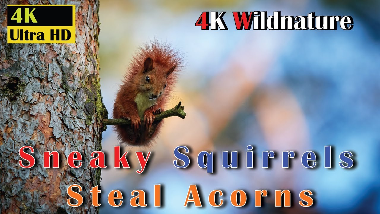 Sneaky Squirrels Steal Acorns | Squirrels and Birds Extravaganza - YouTube