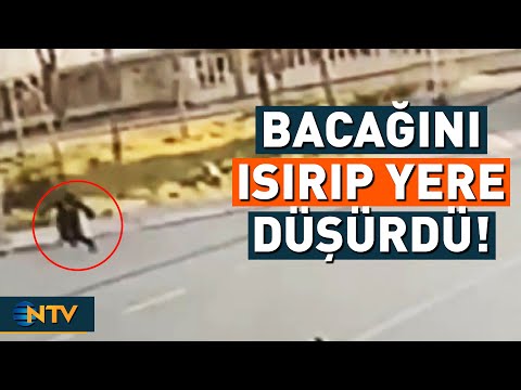Sahipsiz Köpekler Çocuğa Saldırdı! İşte O Anlar | NTV
