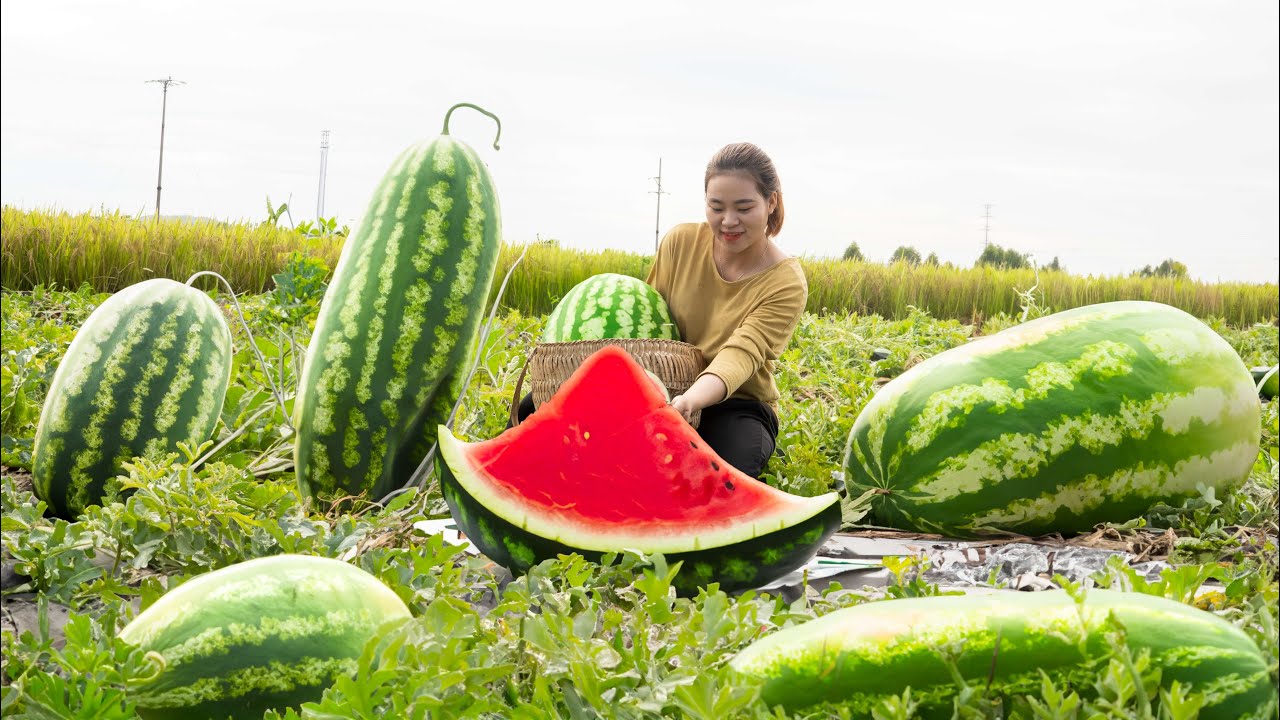 Harvesting Giant Watermelon - The World's Largest Watermelon Goess to ...