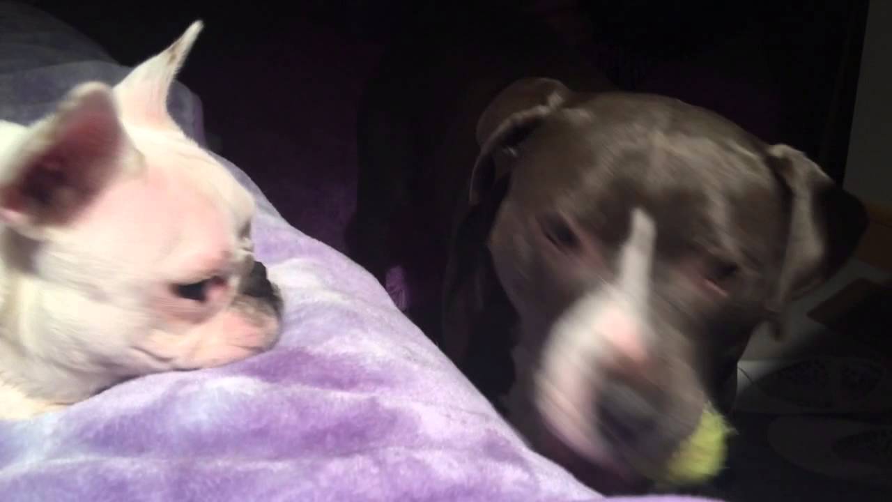 Storm Dolly Bellatrix Sleepy Dolly Silly S And B Youtube