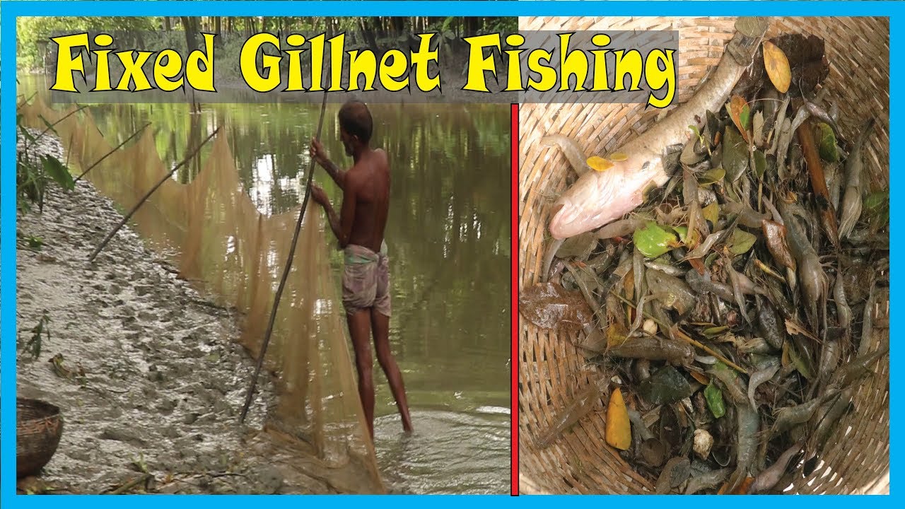 Amazing Fixed Gillnet Fishing | Oldest Way Of Fish Catching In Village ...