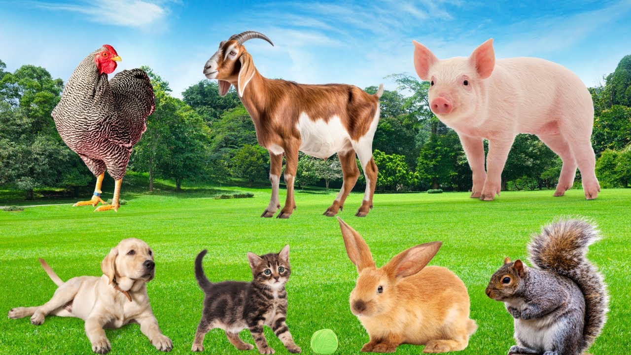 Farm Animal Life: goat, dog, cat, chicken, pig, rabbit, squirrel – Cute ...