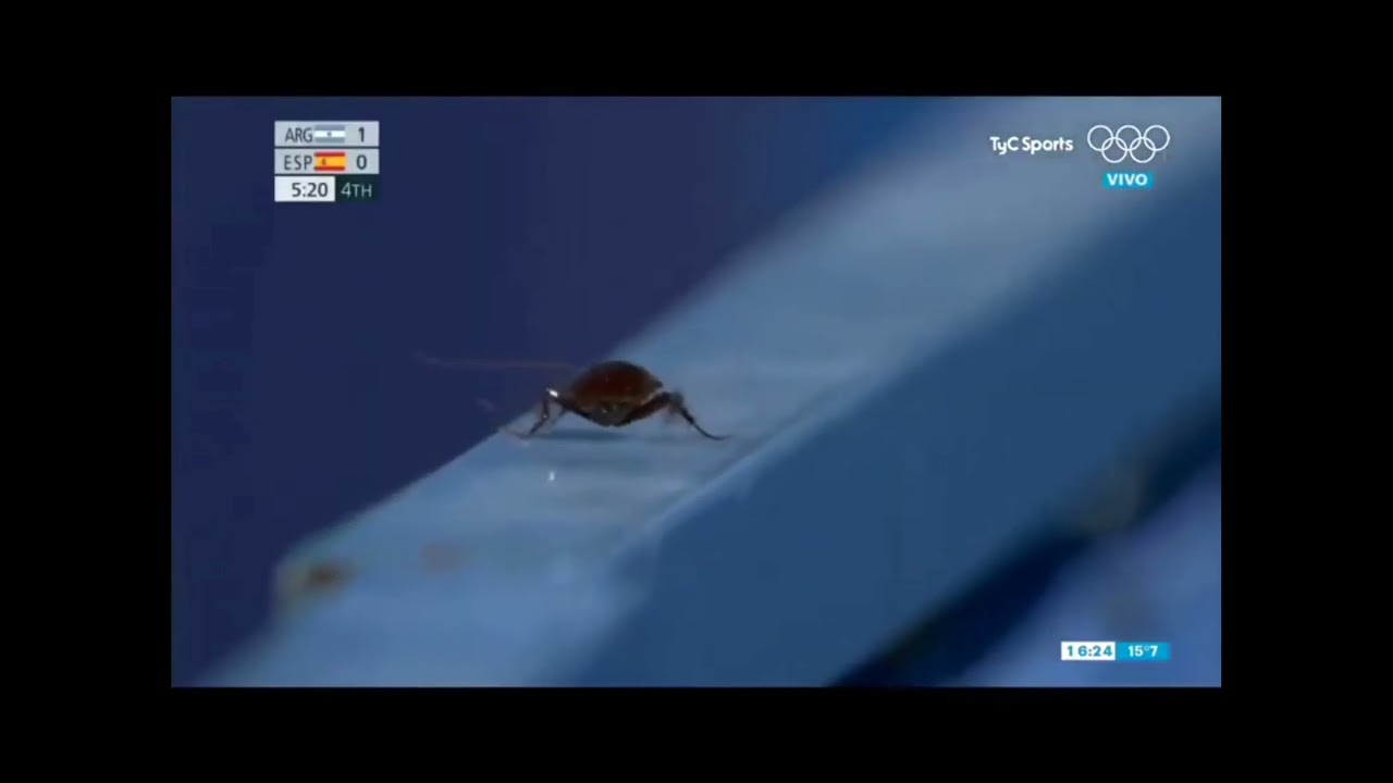 Cockroach at tokyo Olympics hockey match - YouTube