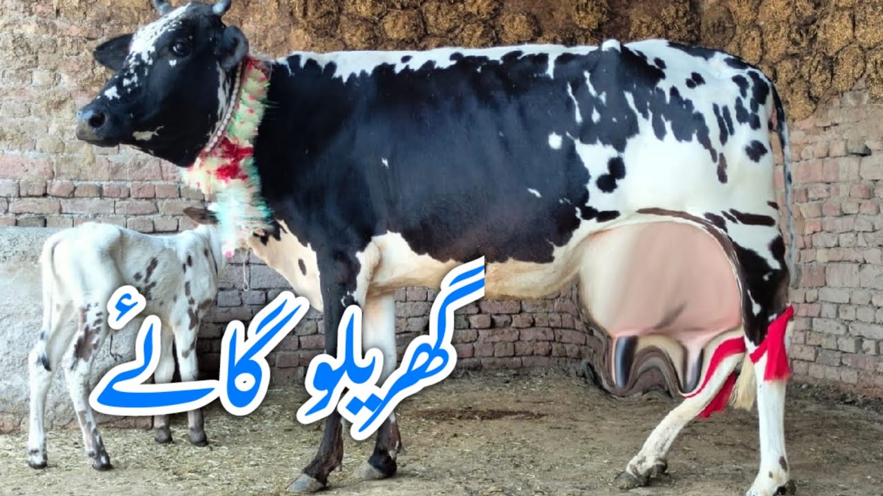 chalo sthaniya Jersey friesian cross cow (03024029695)5 January 2025 ...