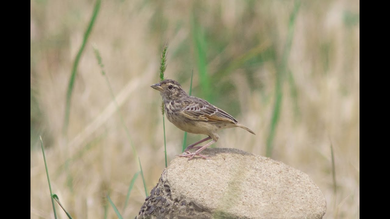Song Of Bengal Bushlark - YouTube