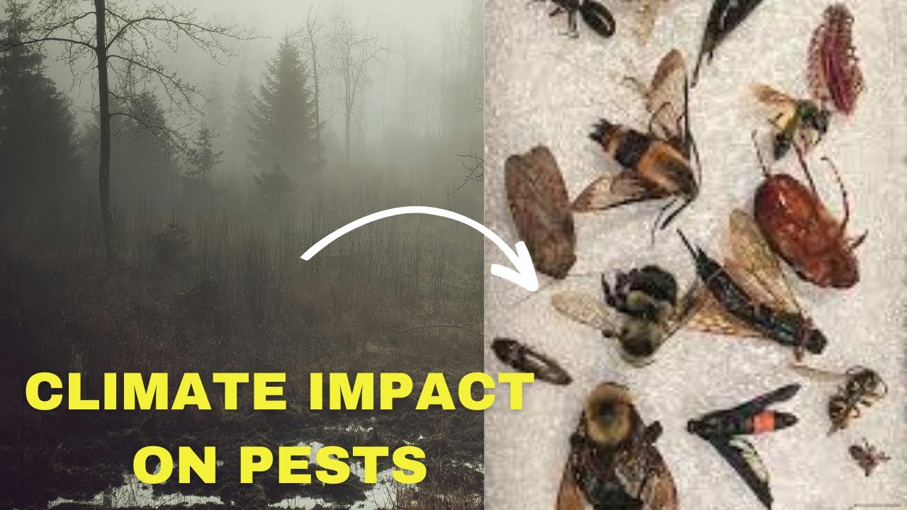 IMPACT of CLIMATE CHANGE on Pest Populations || Pest Control TIPS 2024 ...