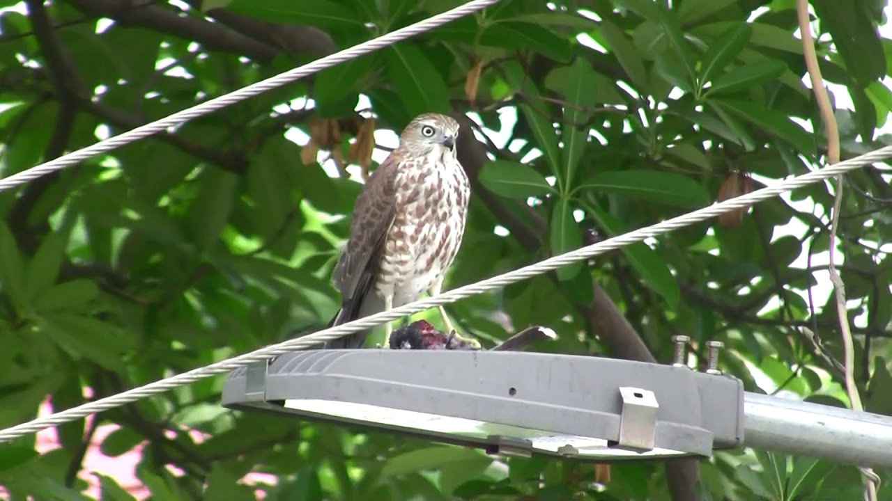 Besra Sparrowhawk in my backyard - YouTube