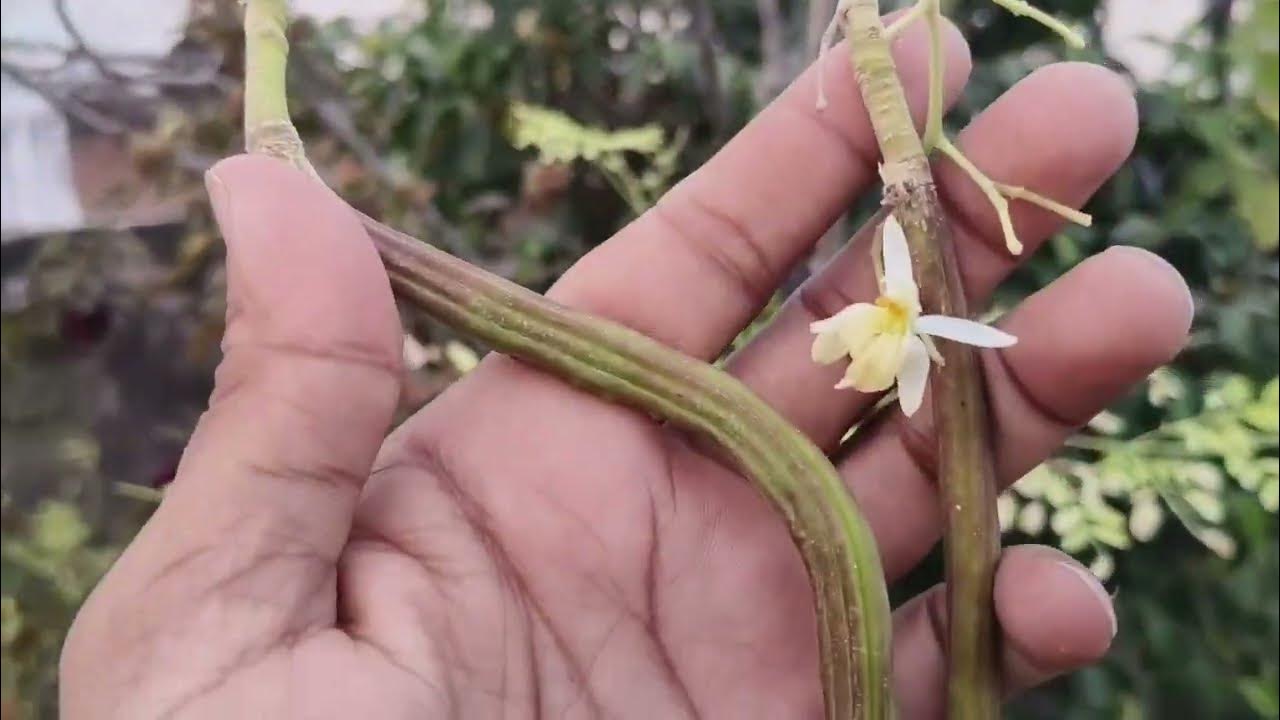 सहजन के पौधे पर 3g औऱ 5g कटिंग कैसे करें, how to 3G & 5G cutting in moringa / drumstick plant ...