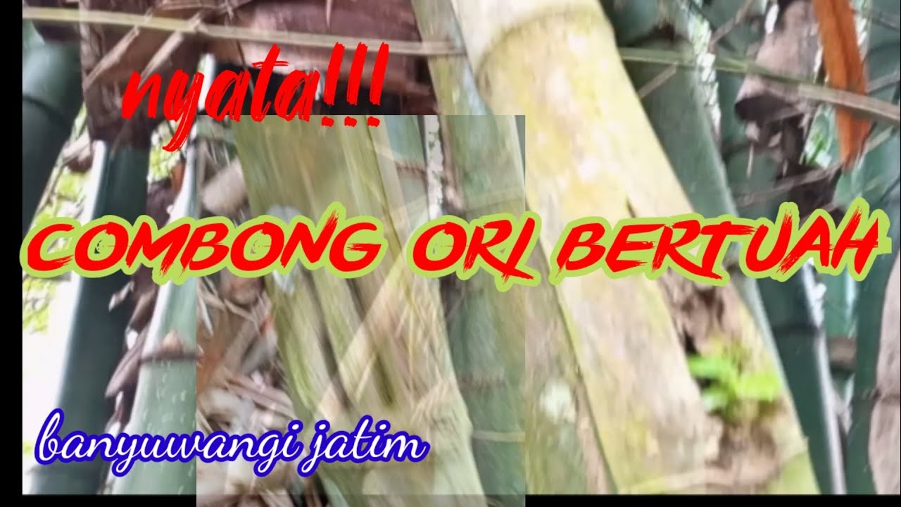 banyak pakem bermunculan di rumpun bambu ori,manggong dll - YouTube