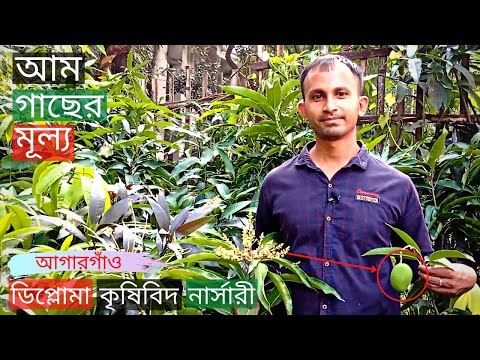 Mango Tree Price In Diploma Krishibid Nursery | আম গাছের মূল্য | Gardening Bangladesh