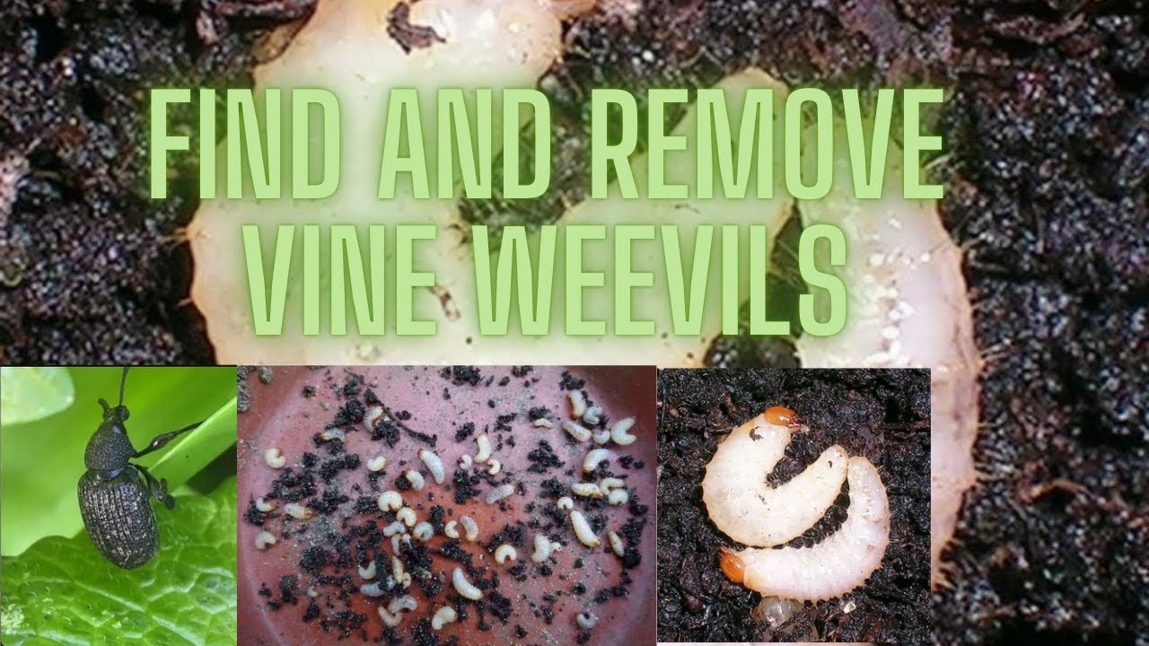 Get Rid Of Vine Weevils For Good! - YouTube