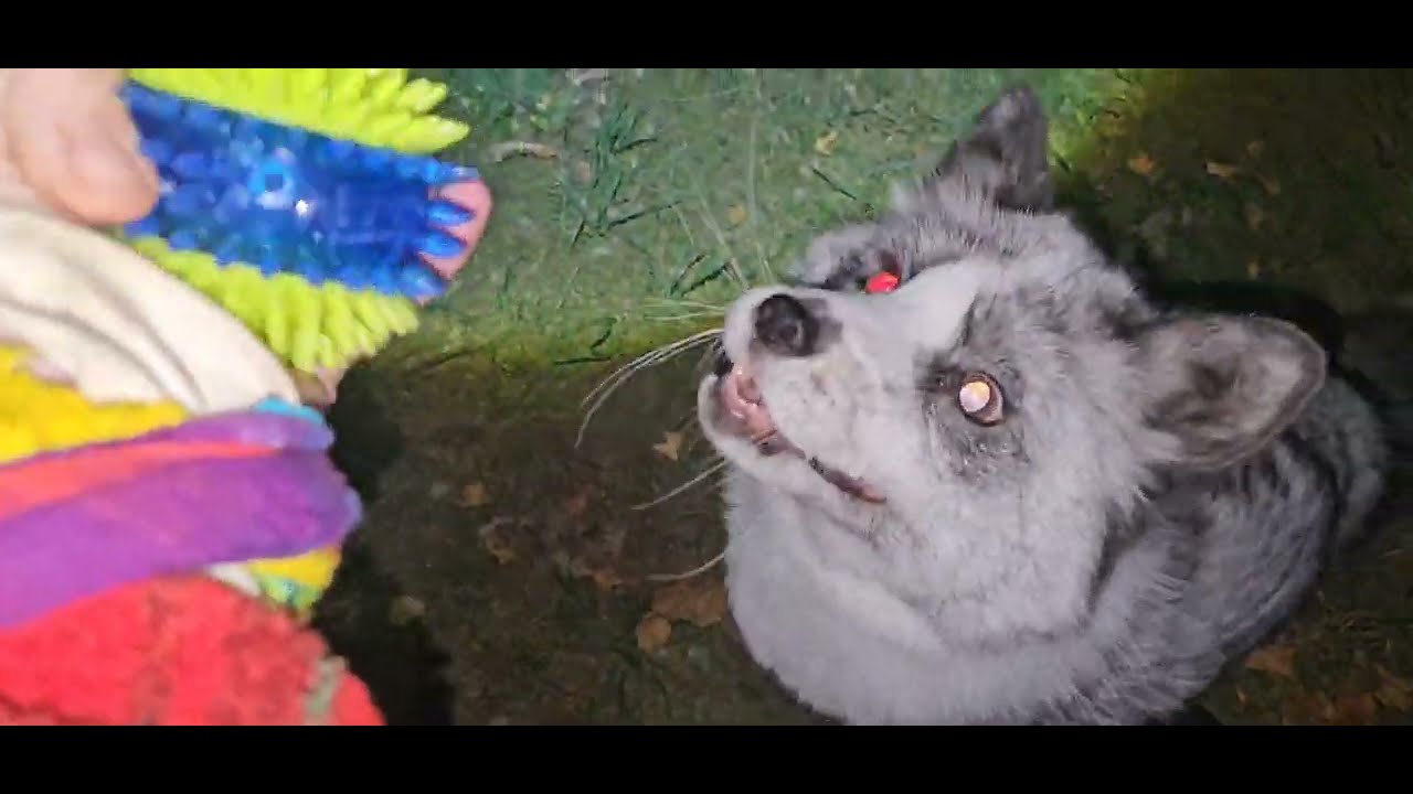 Night time fox play with Malachi Fox, Skeeter Fox, Cerby Fox, Firefly ...