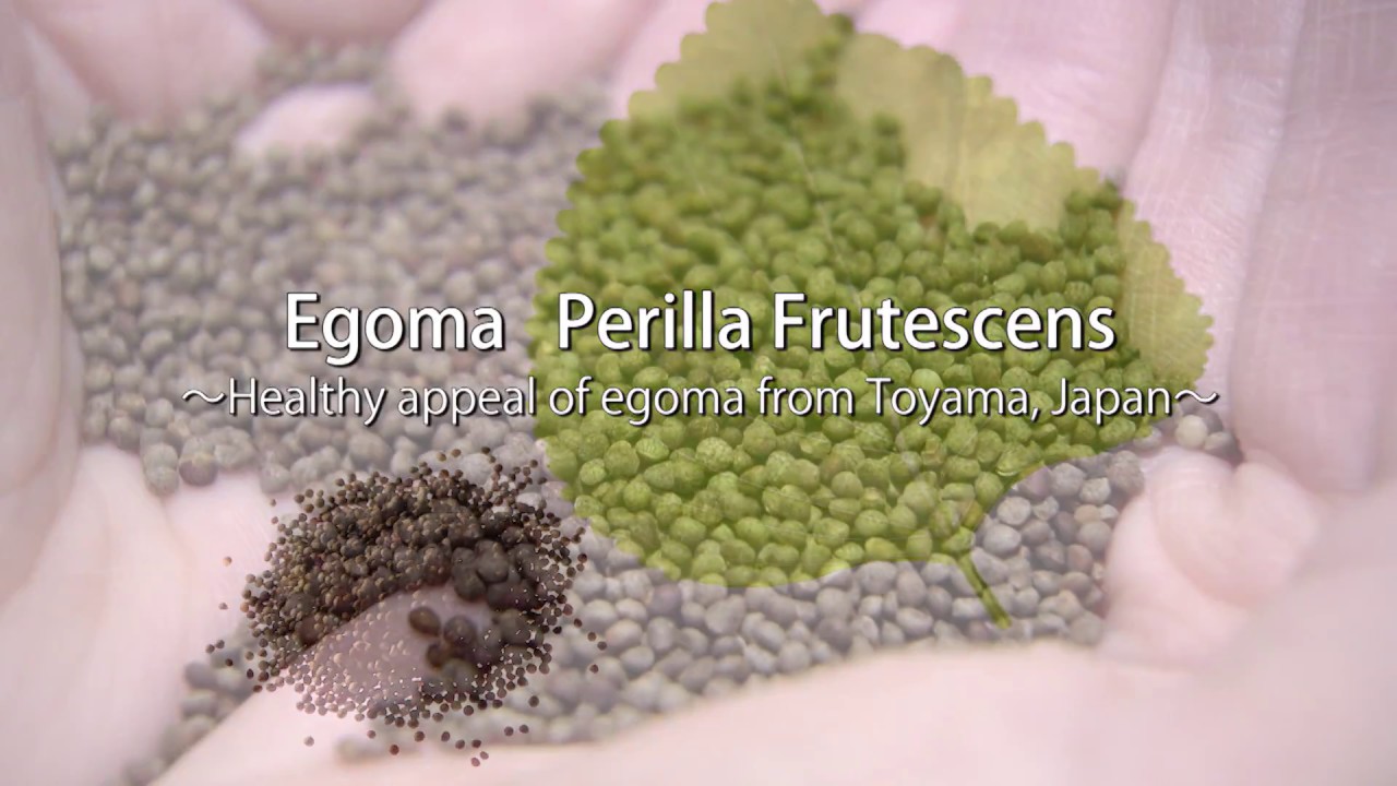 Egoma - Perilla frutescens - YouTube