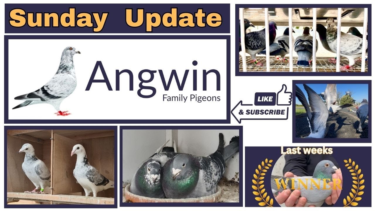 Angwin Family Pigeons - Sunday update 23.04.23 - YouTube