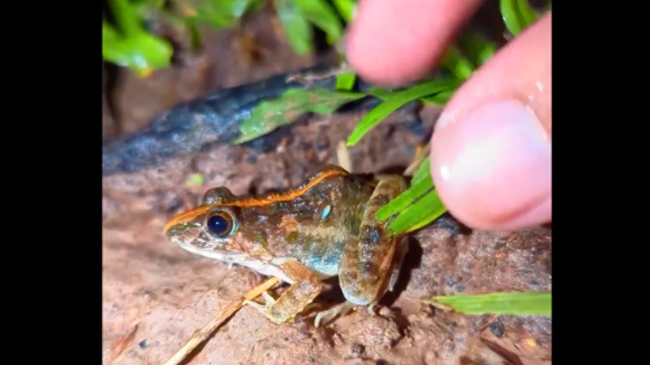 The five legged frog, Cute frogs, funny viral, videos funny frog #frogs ...