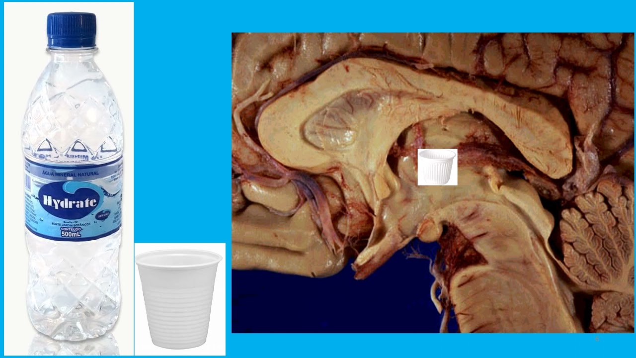 Aula - LCR, líquido cefalorraquidiano - YouTube