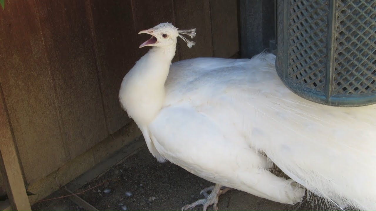 Beautiful White Peacock Hiding Under Trash Bin and Screaming! - YouTube