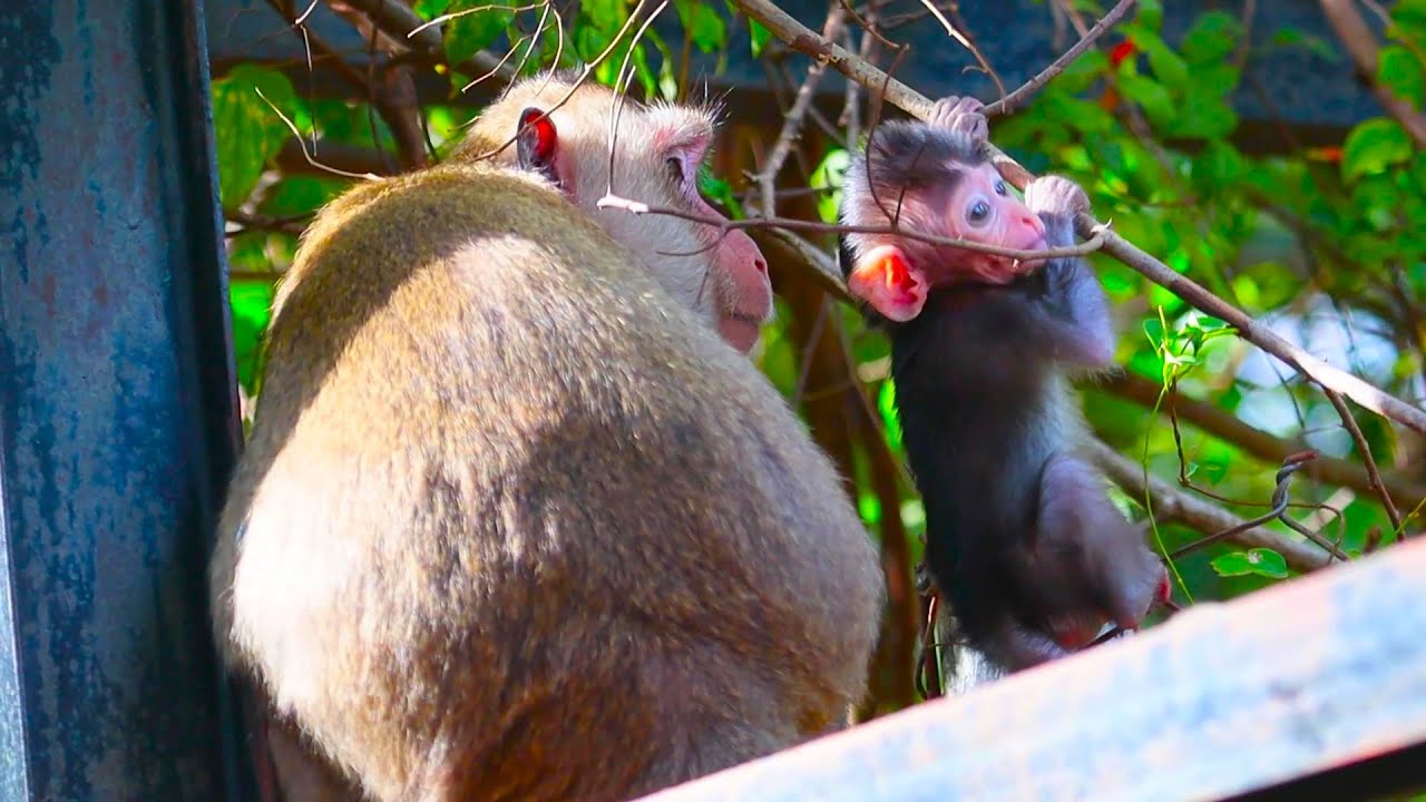 Monkey Actions's broadcast | Day 052 EP 02 | - YouTube