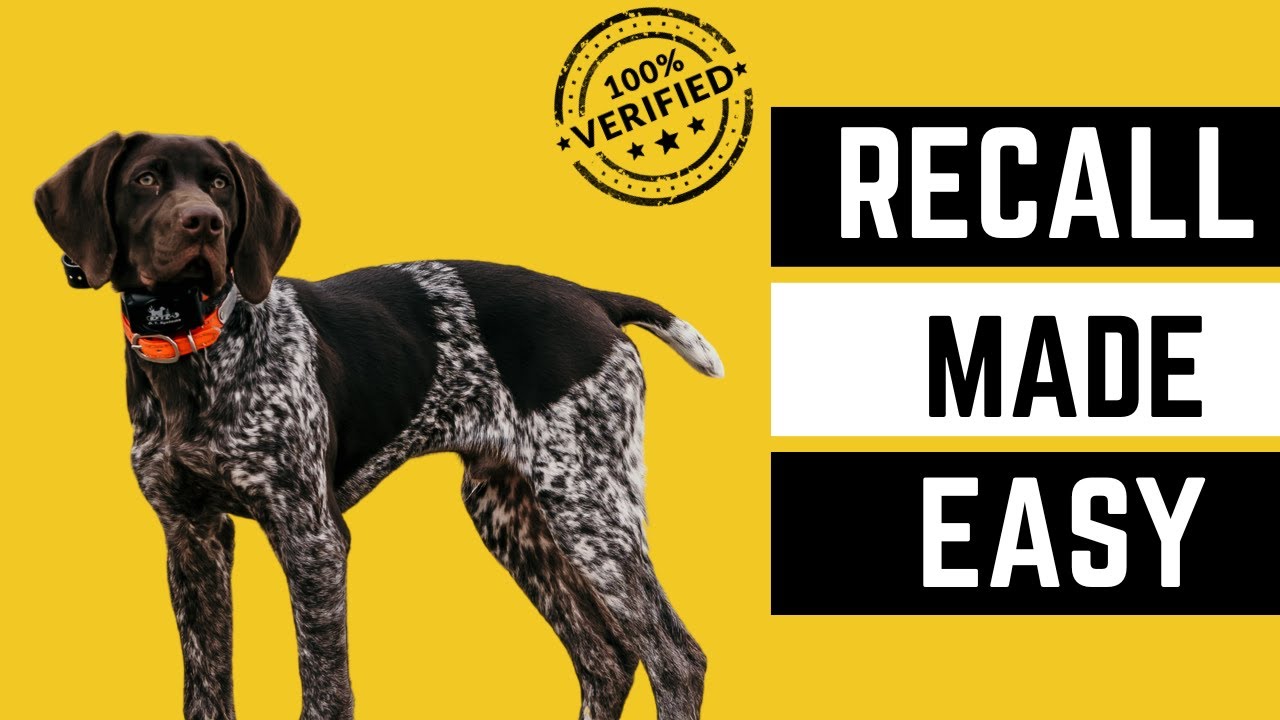 Recall made easy - Collar Conditioning for your PUP (Video 10) - YouTube