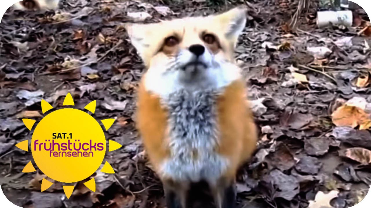 Fuchs mit SCHUHFETISCH | SAT.1 Frühstücksfernsehen - YouTube