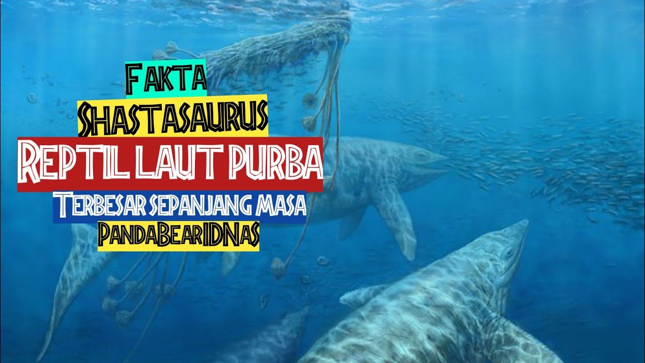 FAKTA SHASTASAURUS REPTIL LAUT RAKSASA TERBESAR SEPANJANG MASA - YouTube