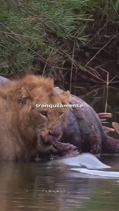 "León vs Cocodrilo: ¡Encuentro Sorprendente en el Lago!" #vidasalvaje - YouTube