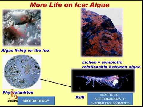 Adaptations of Extremophiles Part 1 - YouTube