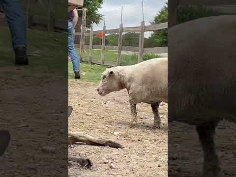 Kangaroos rests with sheep - YouTube