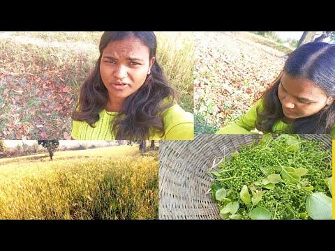 Hamare Khet Ka Gehu 🌾🌾Pk Kr Tayar Ho Gaya He🌾 - YouTube