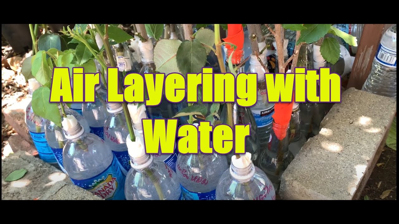 Very Easy - Air Layering with Water Propagation - Grow Rose Mulberry ...
