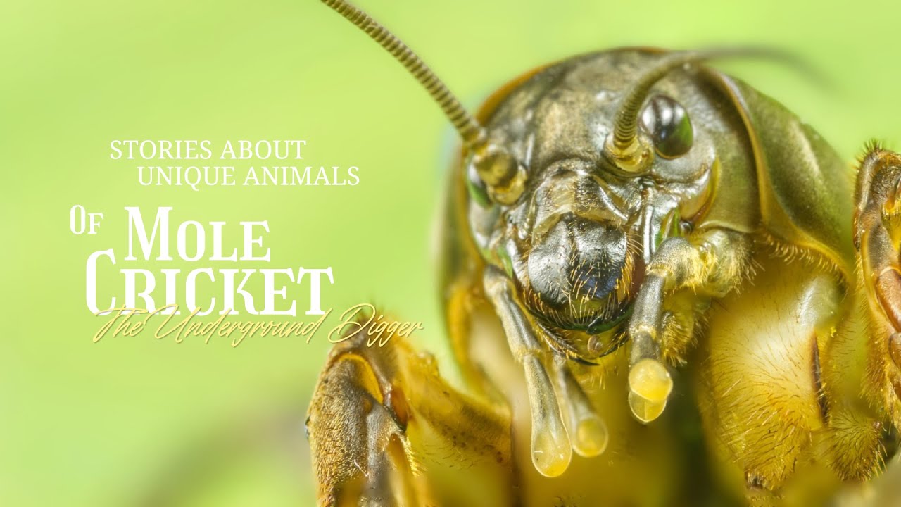 Mole Cricket | The Underground Digger - YouTube