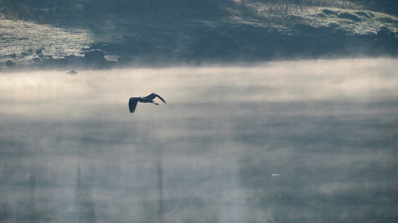 Bird Flying - Free Stock Creative Commons Video - YouTube