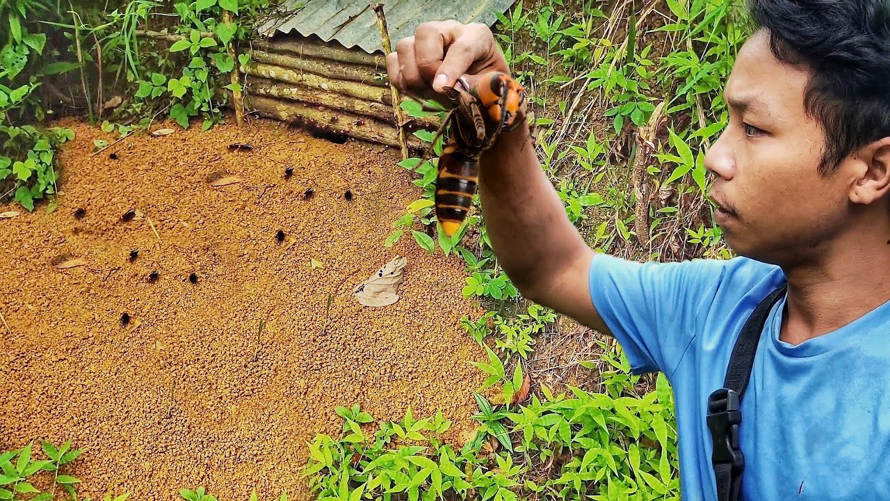 Exploring Asian giant Hornet farm in our Village - YouTube