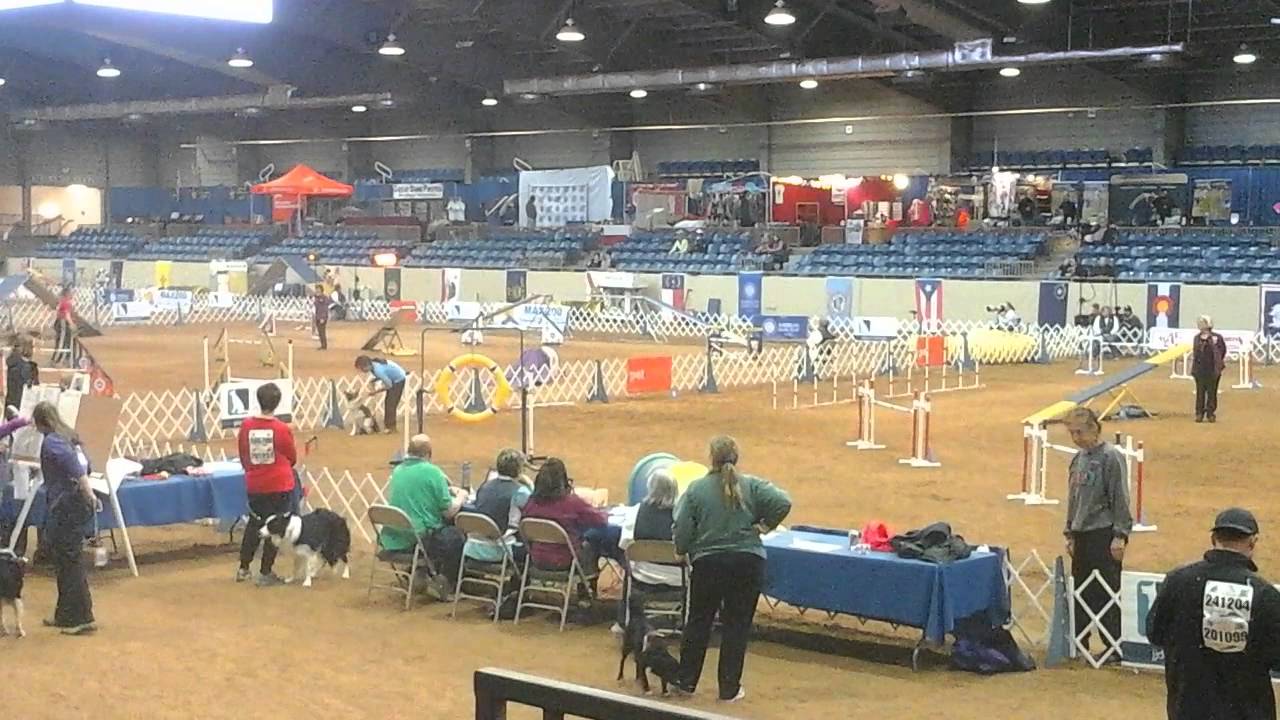 National Agility Championship ISC Tulsa Oklahoma Luisa and Helios - YouTube