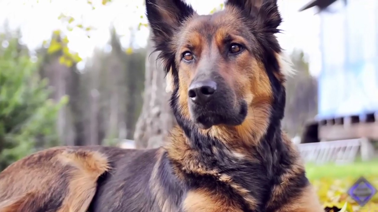 GERMEN SHEPARD Alsatian Dog Facts - YouTube