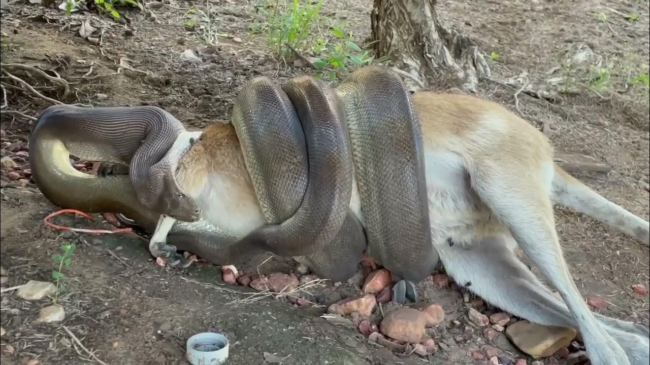 Snake eating a kangaroo in Northern Territory, Australia - YouTube