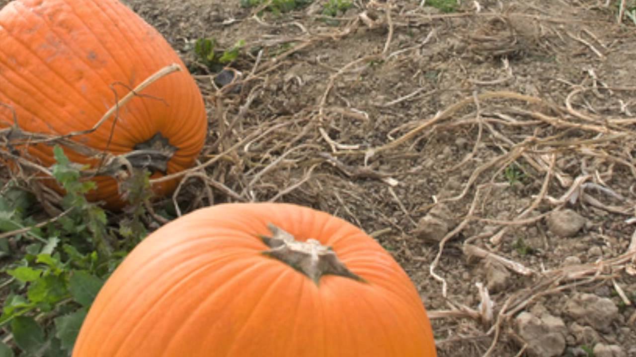 Bella Organic & Portland Pumpkin Farm - YouTube
