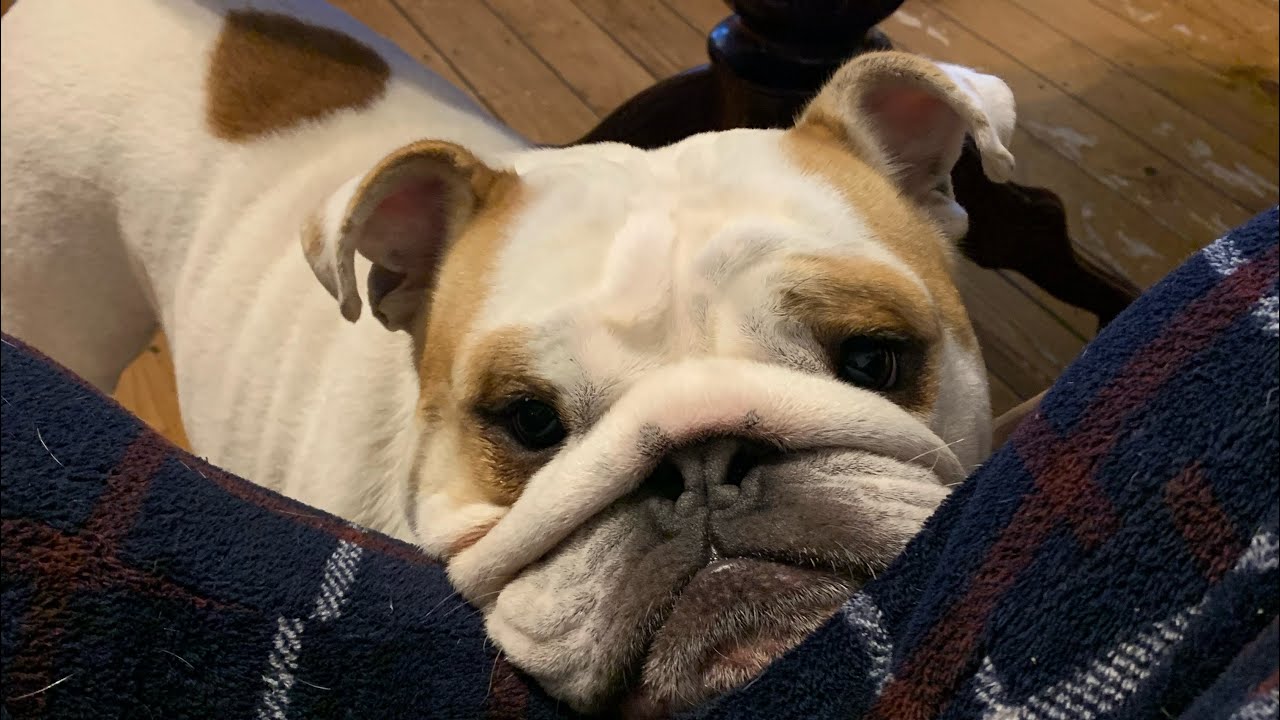 Very intimidating english bulldog placing his breakfast order | NOW OR ...