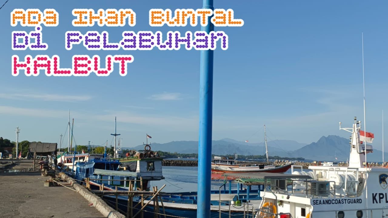 Wow !!! Ada ikan Buntal di pelabuhan Kalbut - YouTube