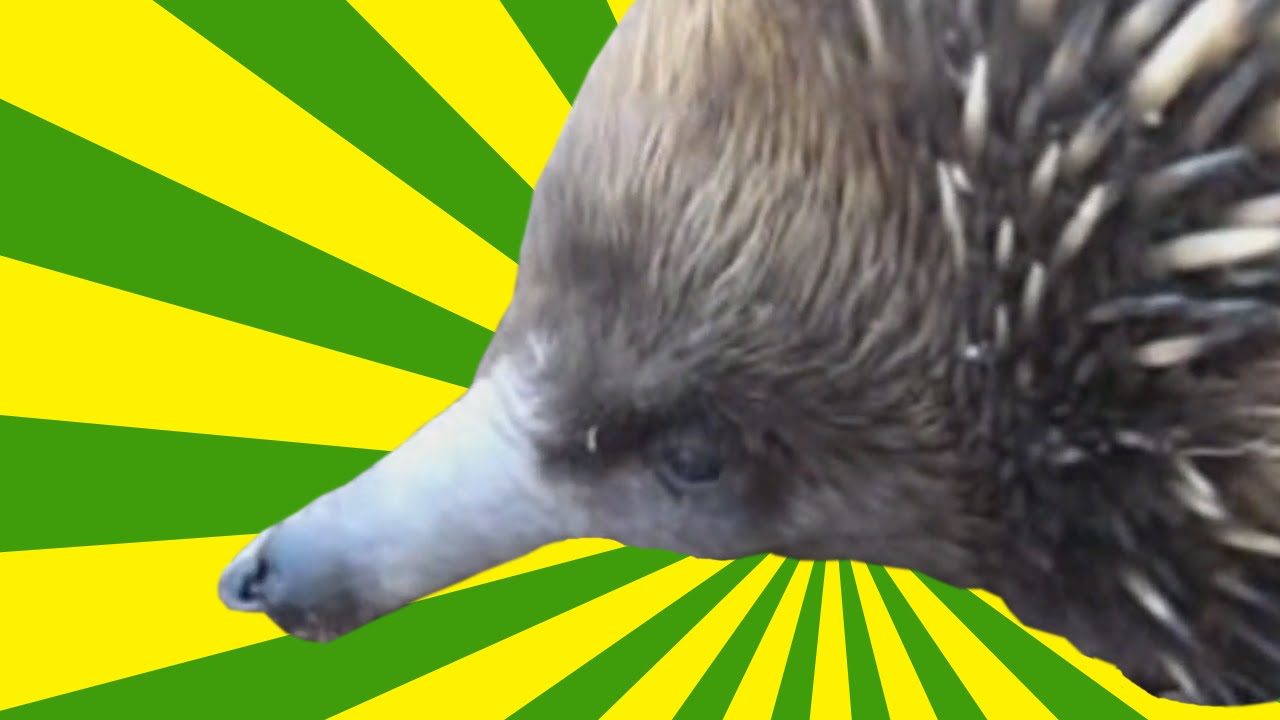 Echidnas (Spiny Anteater)- Compilation - YouTube