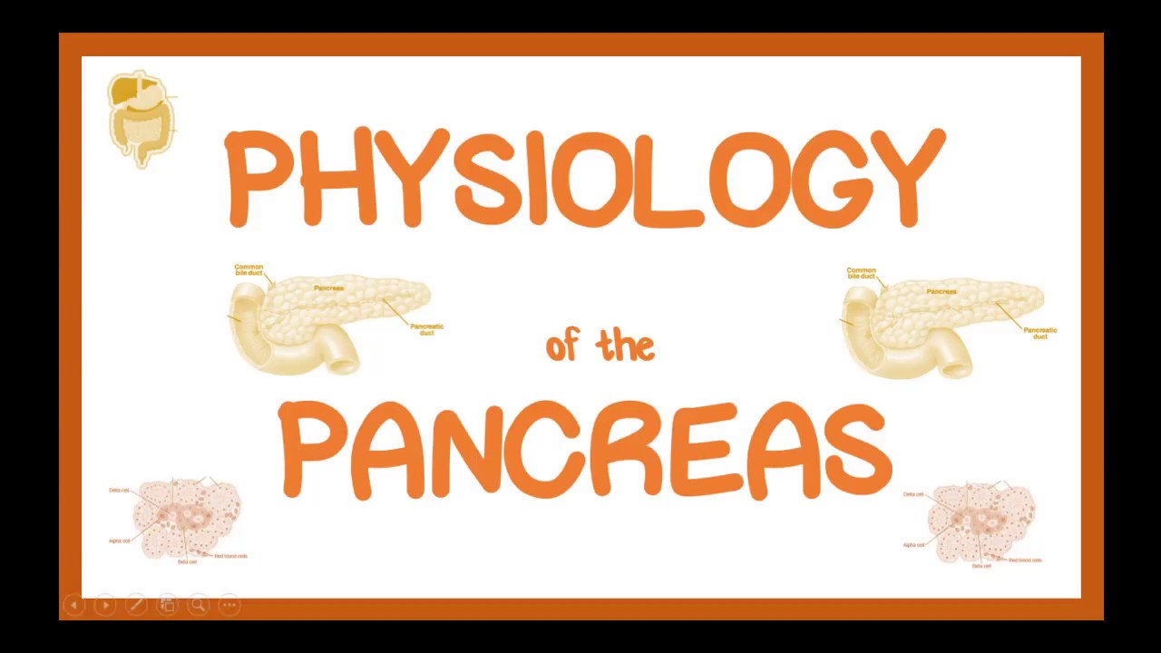 PHYSIOLOGY OF THE PANCREAS - YouTube