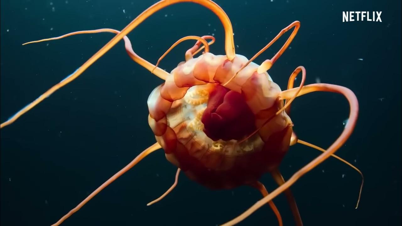 Our Planet | High Seas | Netflix. #netflix #planet #trending #foryou ...