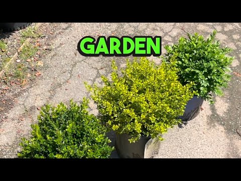 What Are The Different Types Of Boxwood Shrubs