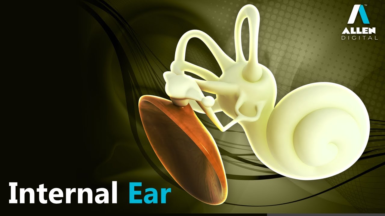 Internal Ear | Sense Organ | Biology | Allen Digital - YouTube