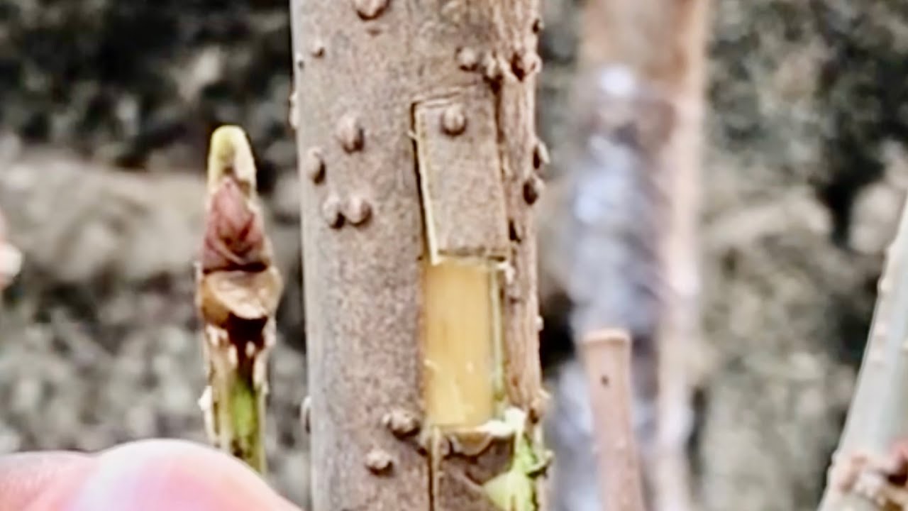 How To Graft Branch Tree With Sprouts And Wraps With Plastic #branch # ...