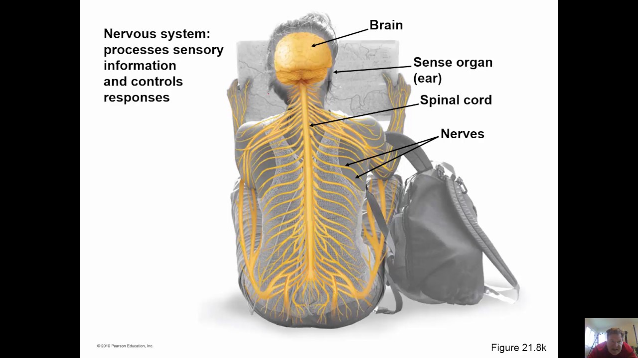 Animal form and function - YouTube